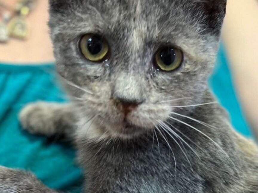 Котенок Фиалка девочка в добрые руки дар