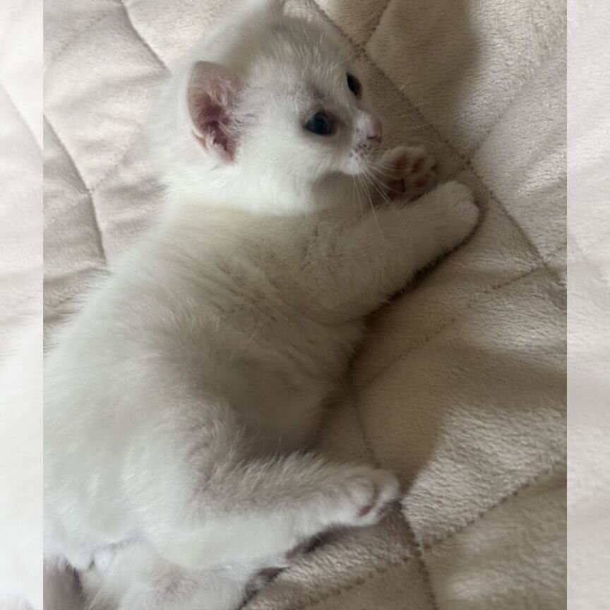 Котёнок от частного владельца