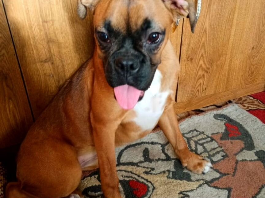 Шикарная девочка боксёр