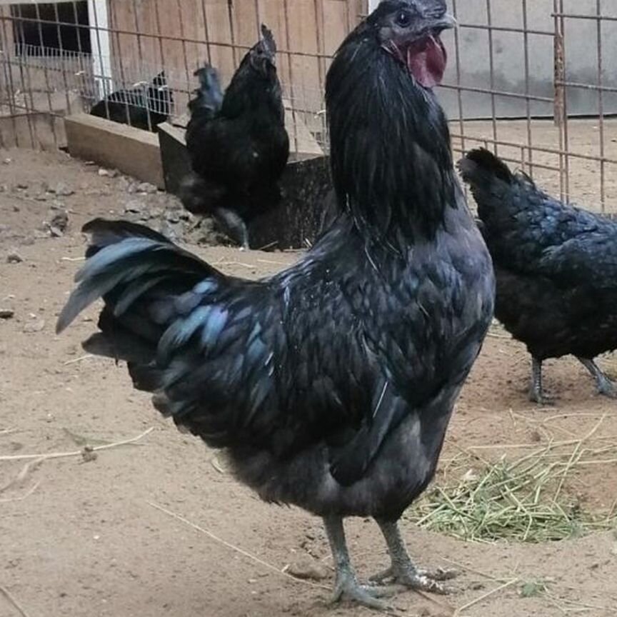 Ухейилюй, лакеданзи