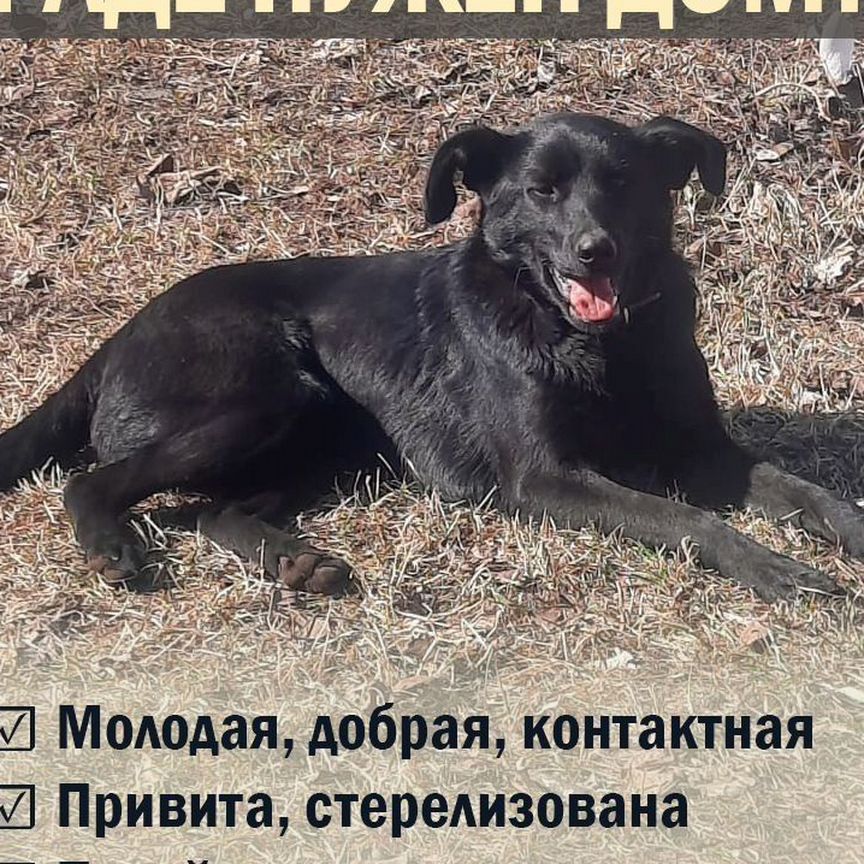 В добрые руки собака Рада