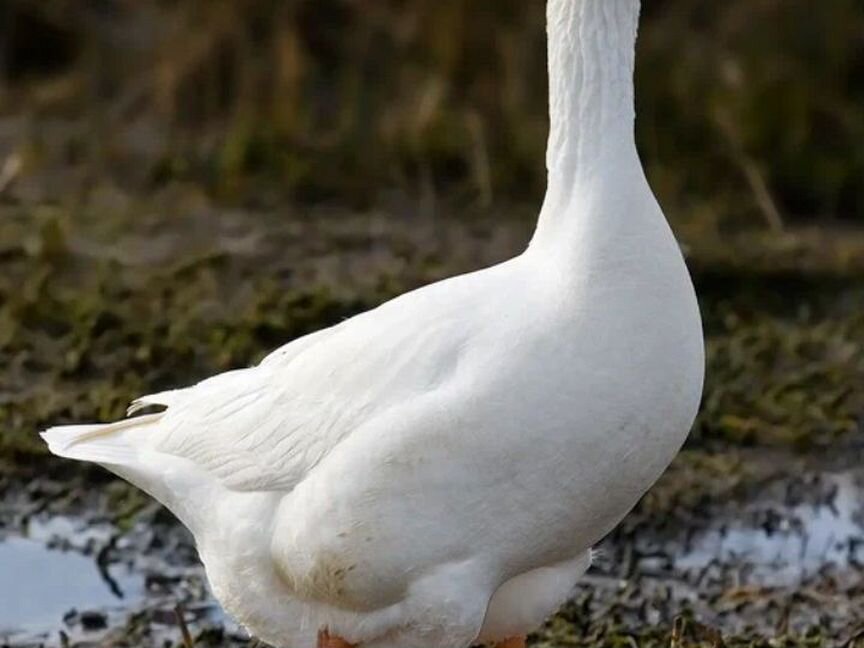 Гусь