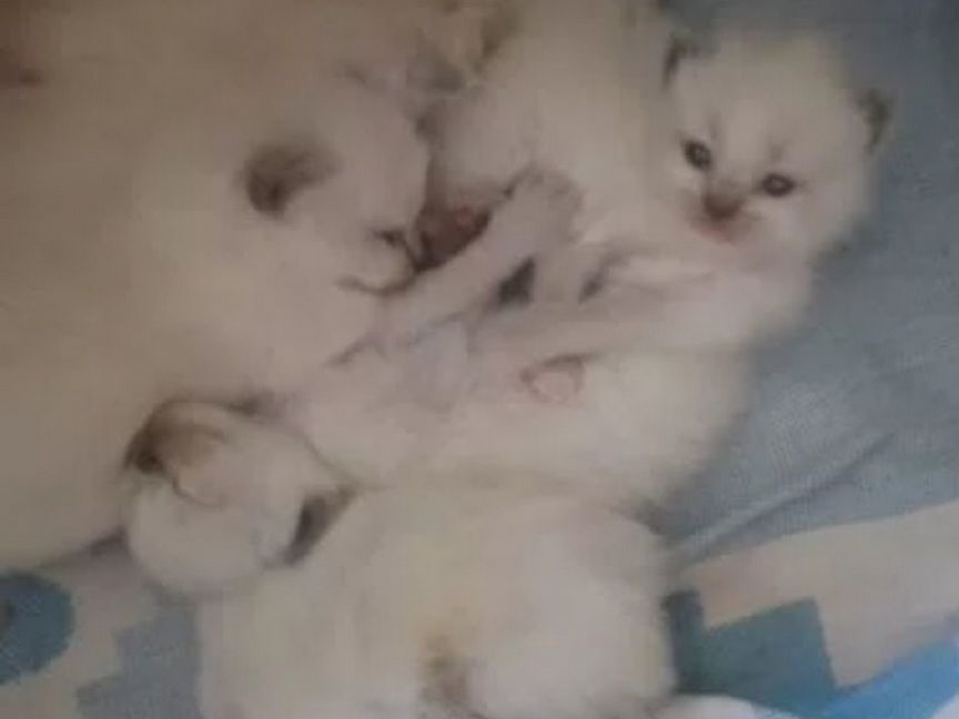 Невская маскарадная котята