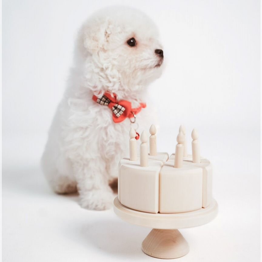 Бишон фризе, щенок