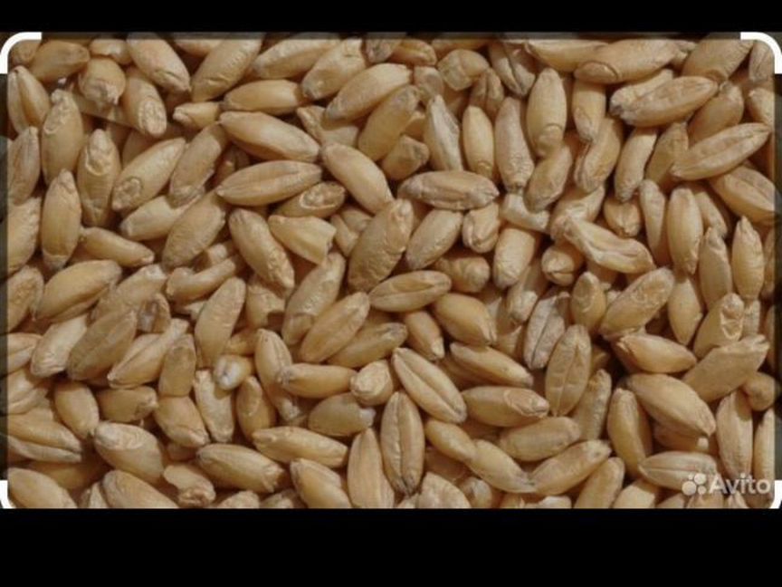 Пшеница