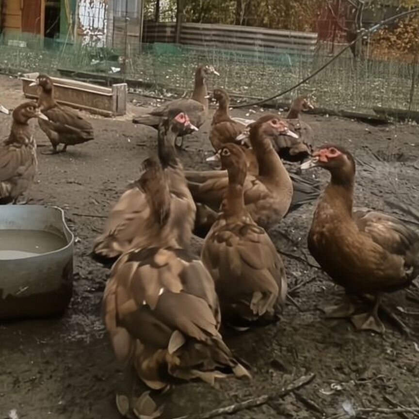 Индоутки красный бык