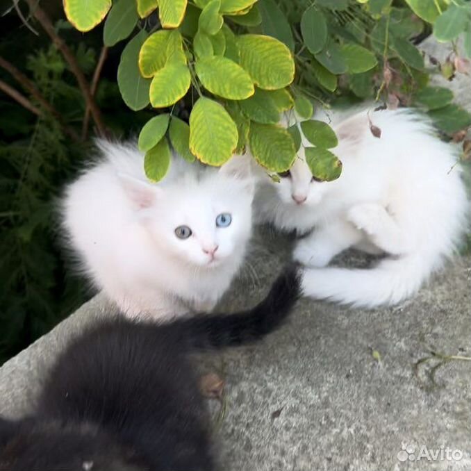 Котята мать породы као мани