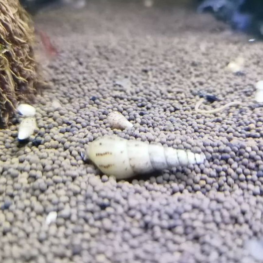 Улитки. Песчаная мелания