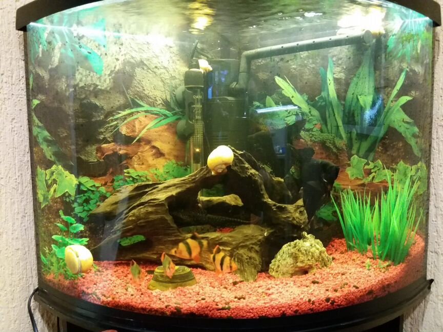 Аквариум угловой