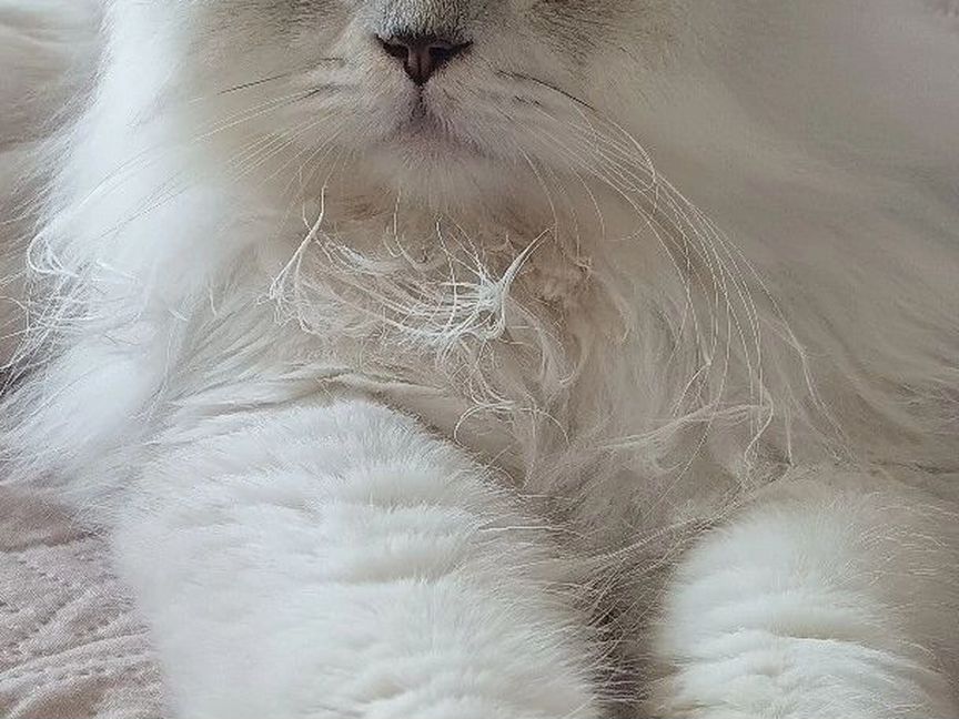 Шотландский кот на вязку