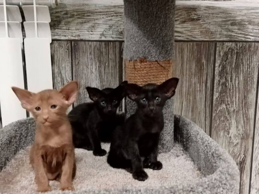 Ориентальные котята