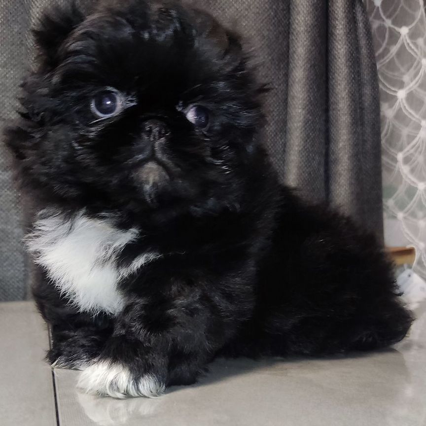 Пекинес, щенок