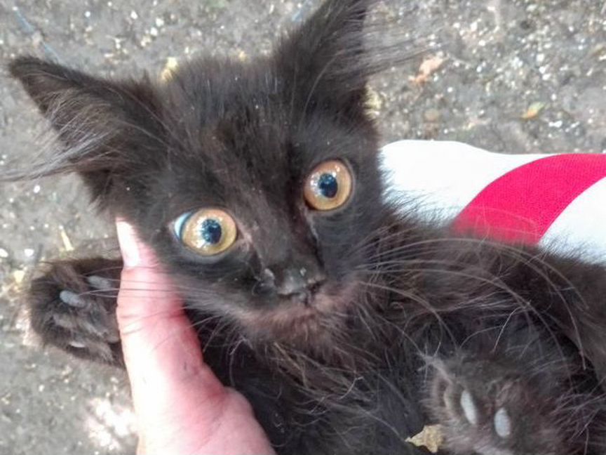 Малыши- домовёнок Кузя- друг и оберег в ваш дом