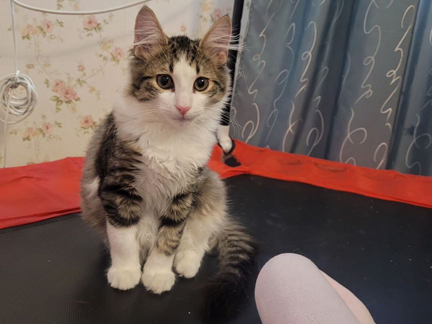 Кошка