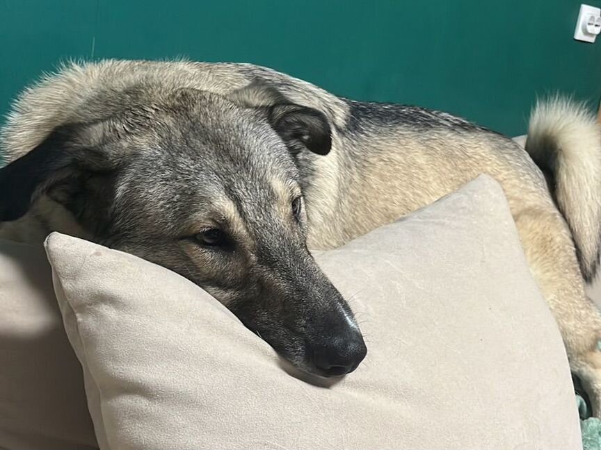 Песик ищет дом