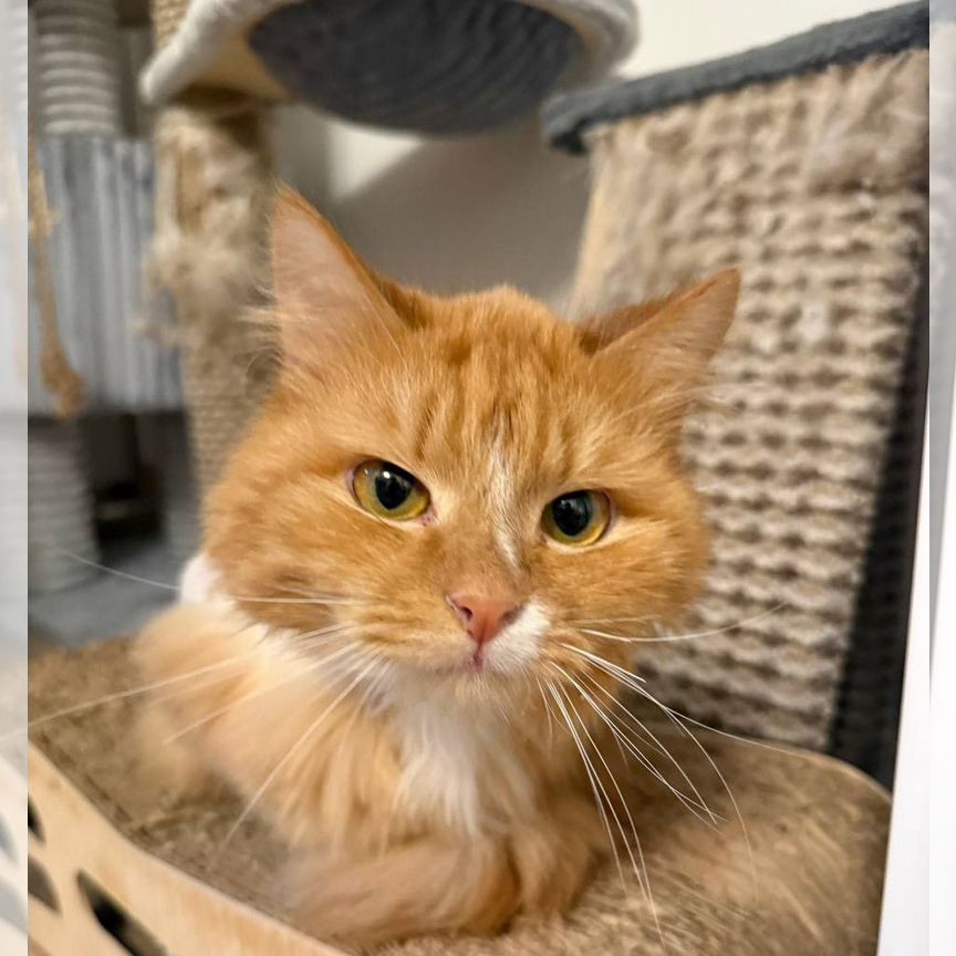 Взрослый кот в добрые руки