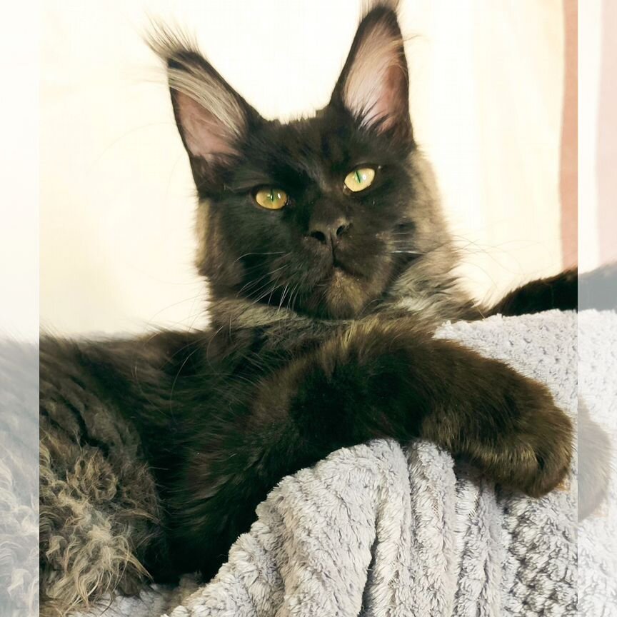 Котенок Мейн-кун черный