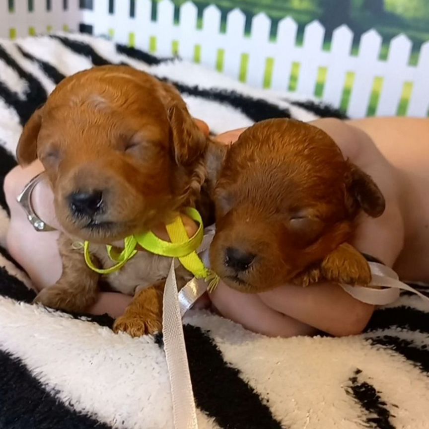 Той-пудель, щенок