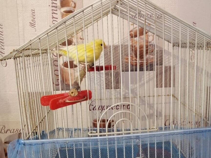 Кенар поющий. Окрас жёлтый