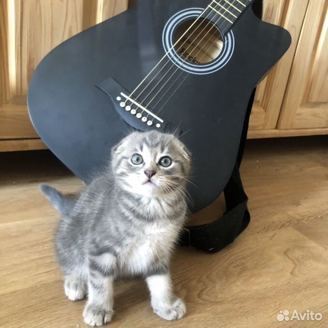 Шотландский вислоухий мальчик цена договорная