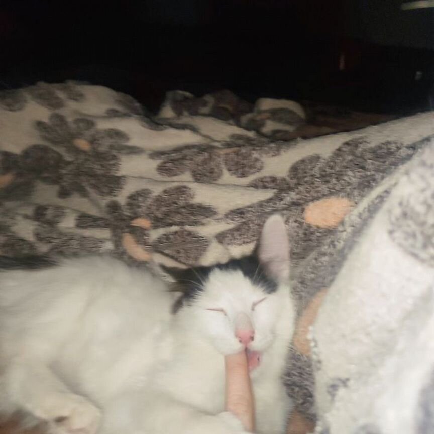 Котенок в добрые руки