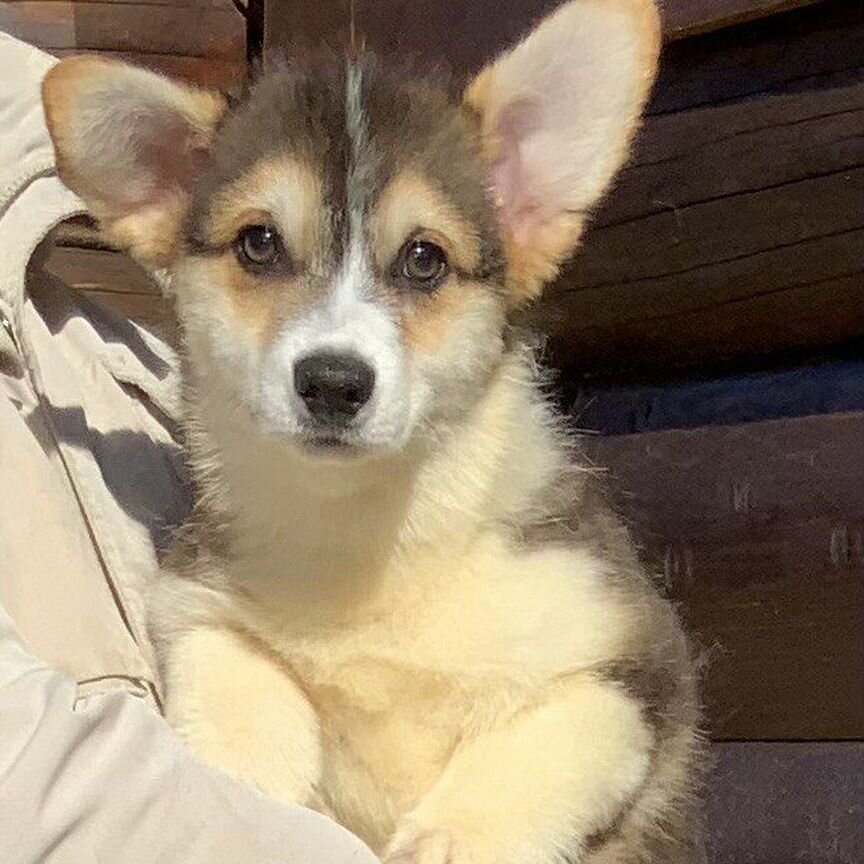 Мальчик вельш корги