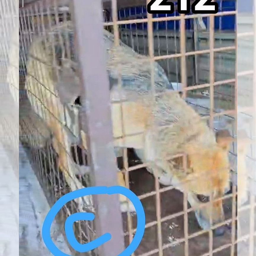 Взрослая собака в добрые руки