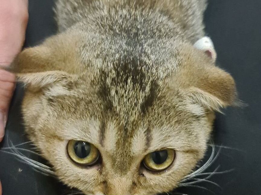 Кошка золотая шиншила