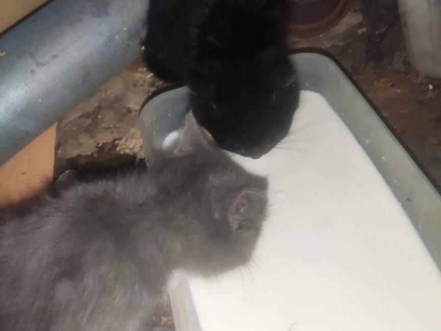 Котята в добрые руки