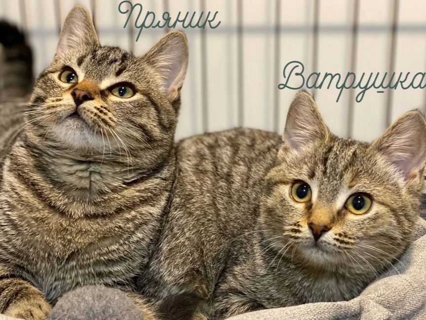 Милые добрые ласковые котята в добрые руки