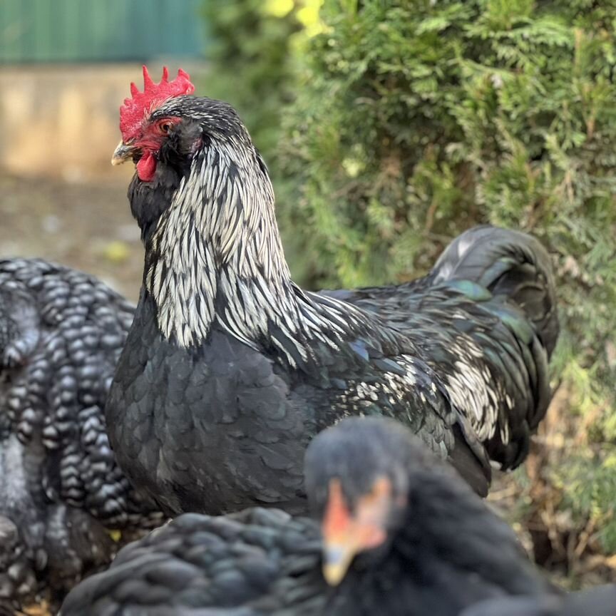 Петух породы темная фавероль