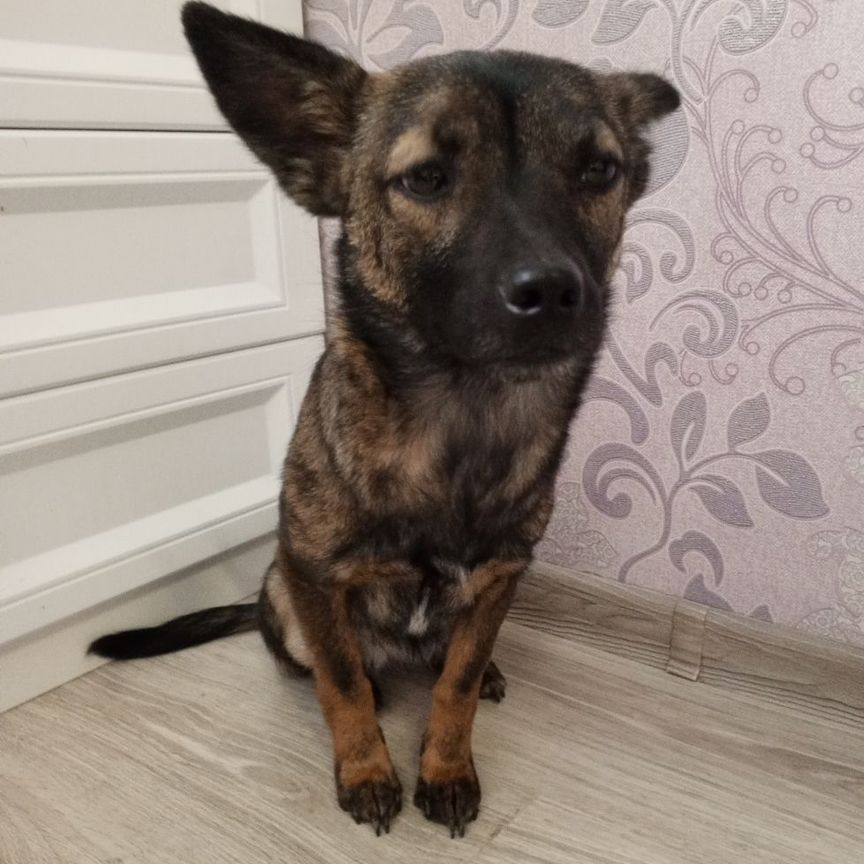 Отдам в добрые руки маленькую собачку