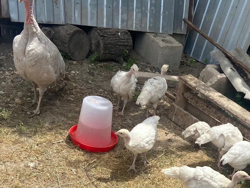 Индюшата подрощенные