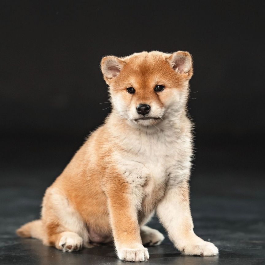 Сиба ину девочка