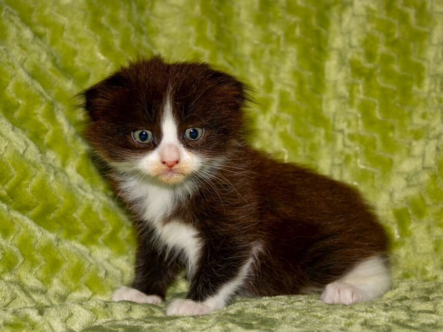 Шотландские вислоушки