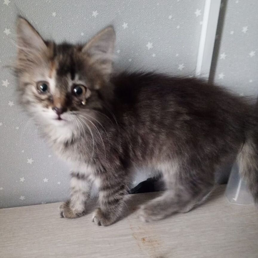 Котёнок в добрые руки