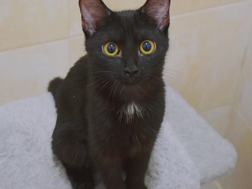 Ласковый черный котенок девочка