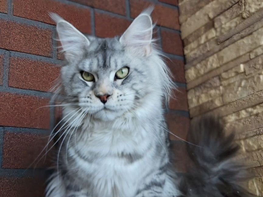 Мейн-кун Полидакт