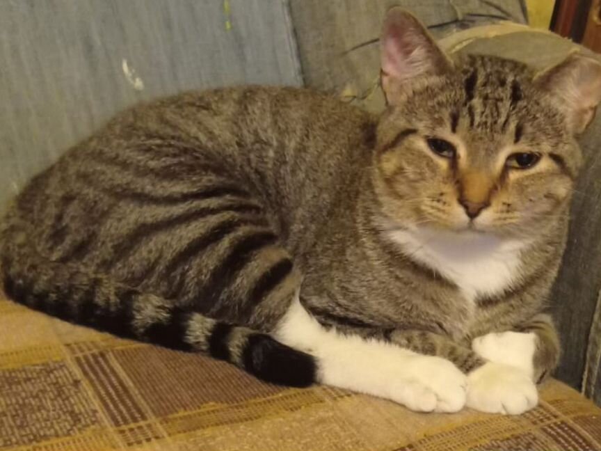 Хороший и ласковый молодой котик