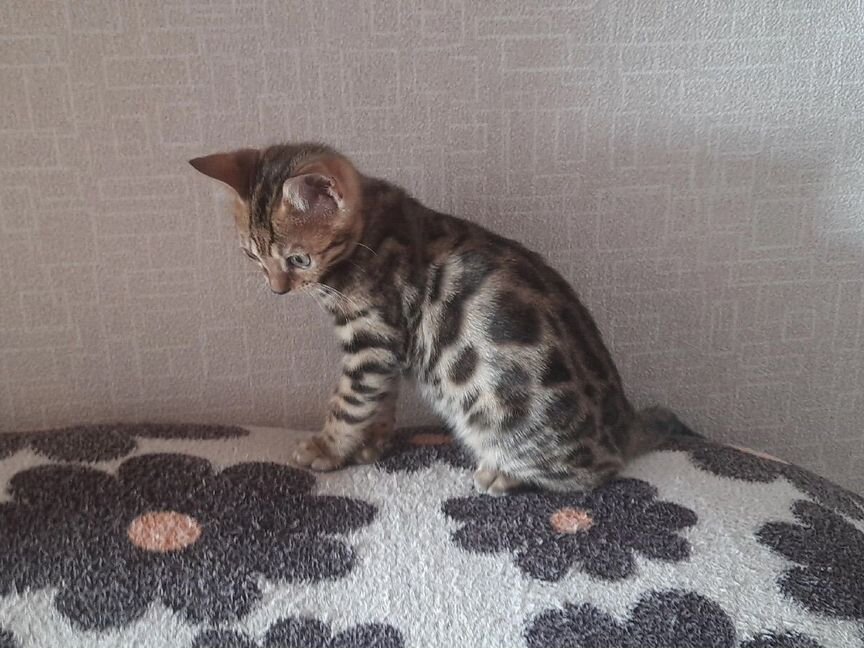 Бенгальская