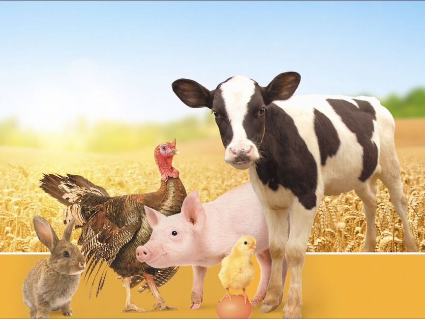 Продам комбикорма для всех видов животных