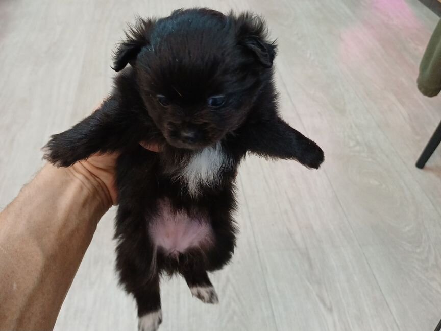 Собаки щенки