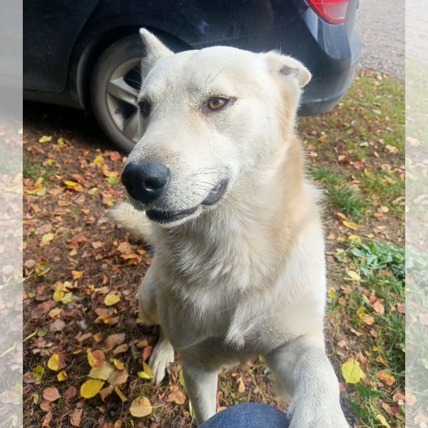 Взрослый пёс в добрые руки