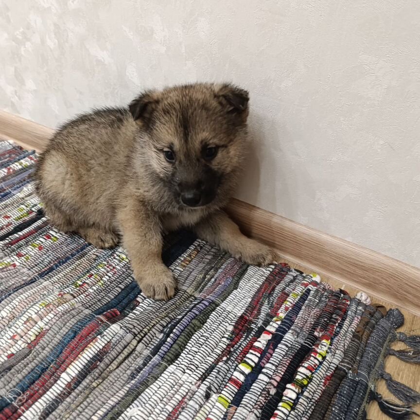 Щенки хаски в добрые руки