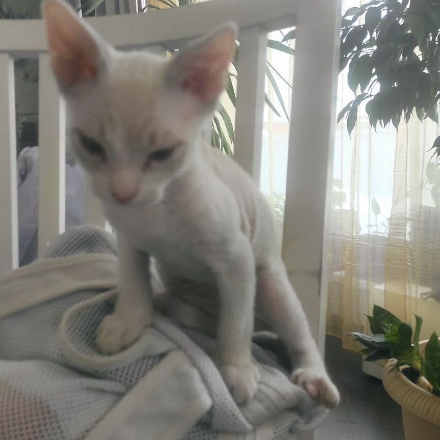 Сфинкс котенок мальчик