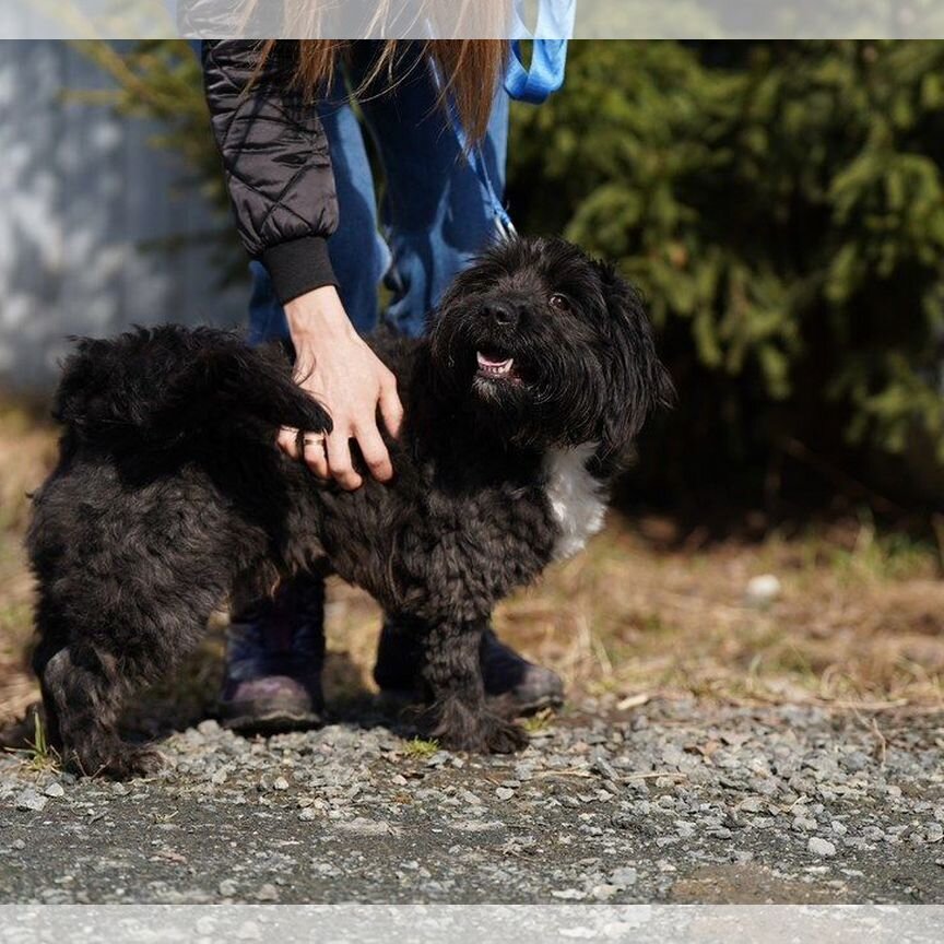 Щенок в добрые руки