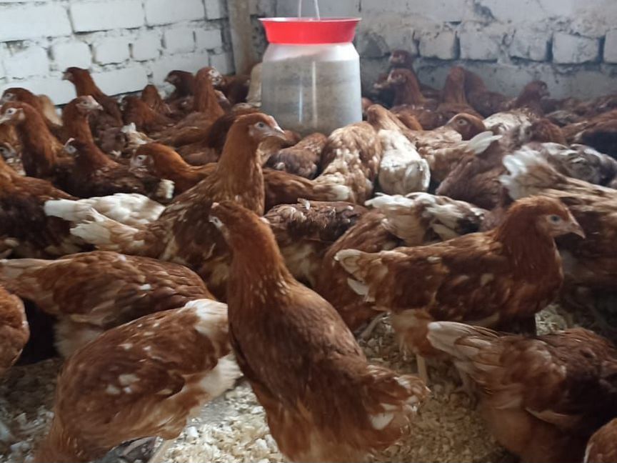 Куры молодки, несушки