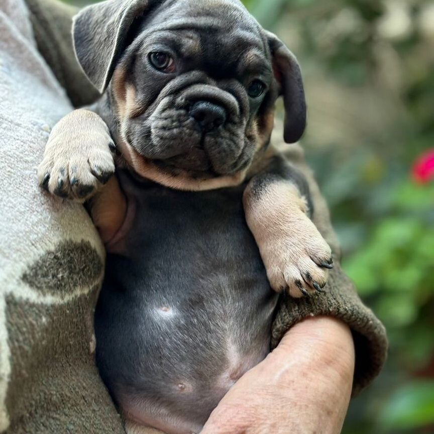 Голубо подпалый мальчик щенки французики.питомник