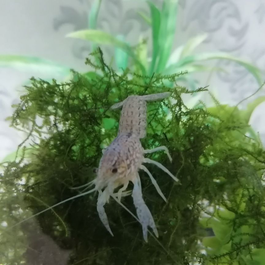 Карликовый рак