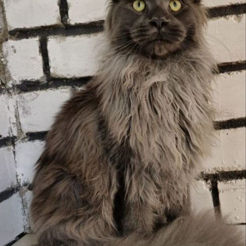 Кот мейкун